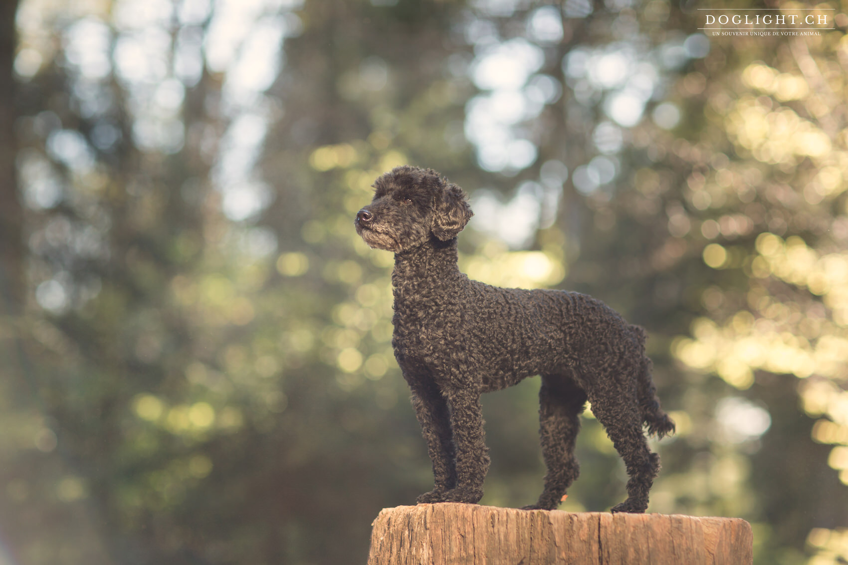 Photographie chien - Photos de chiens | Suisse, Haute-Savoie, Ain