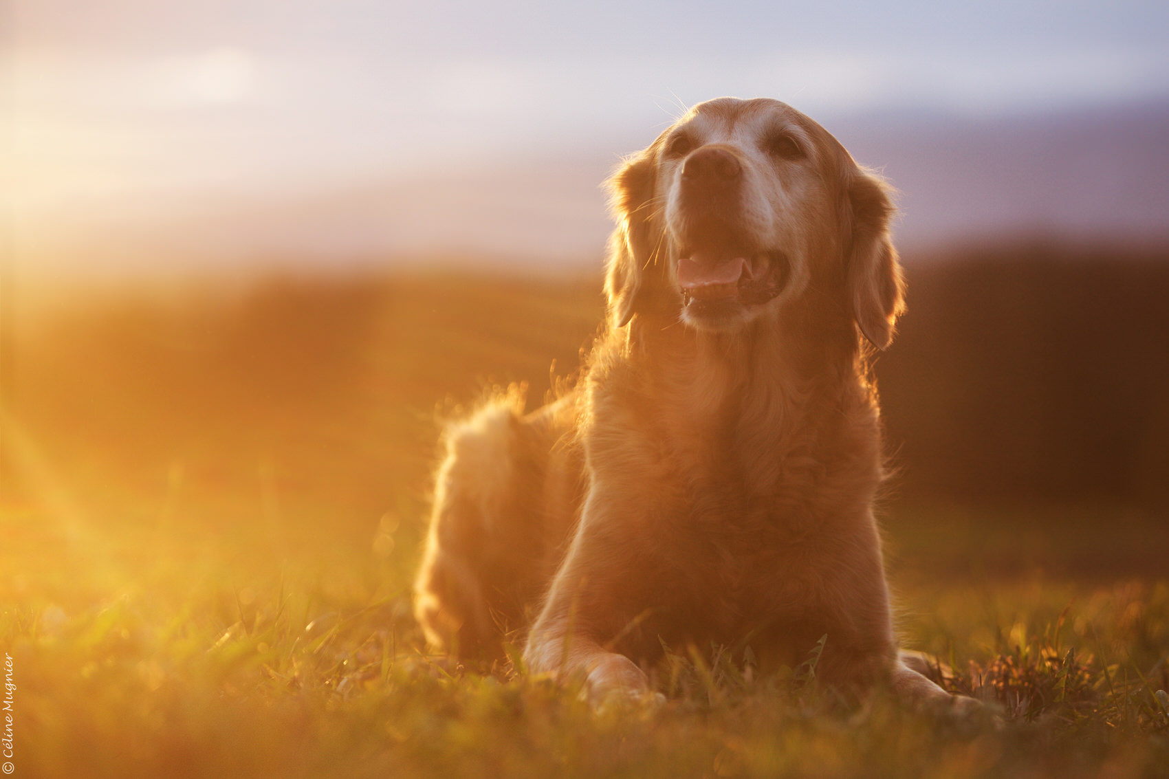 Photographie chien - Photos de chiens | Suisse, Haute-Savoie, Ain