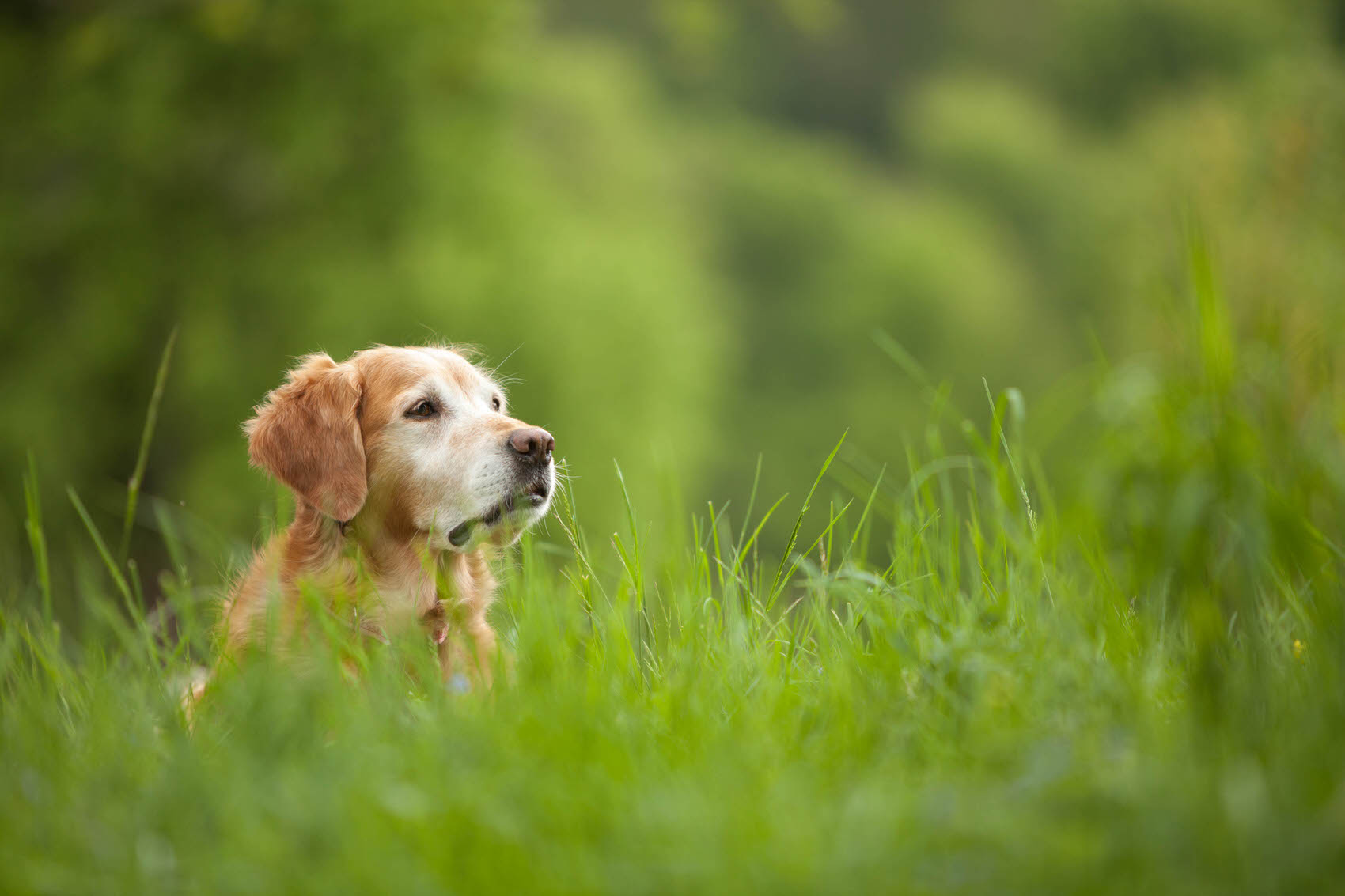 Photographie chien - Photos de chiens | Suisse, Haute-Savoie, Ain